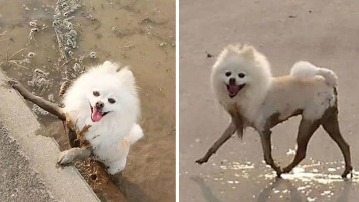 Top 3: Potret-Potret Lucu Anjing Habis Kecebur Lumpur - Citizen6 ...