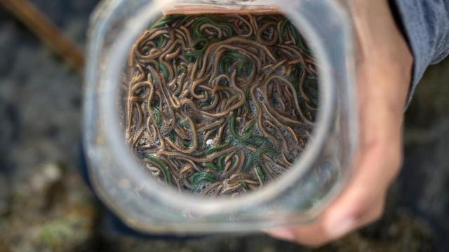 Nyale, Si Cacing Laut yang Tinggi Protein Hewani dan Aman Dikonsumsi ...
