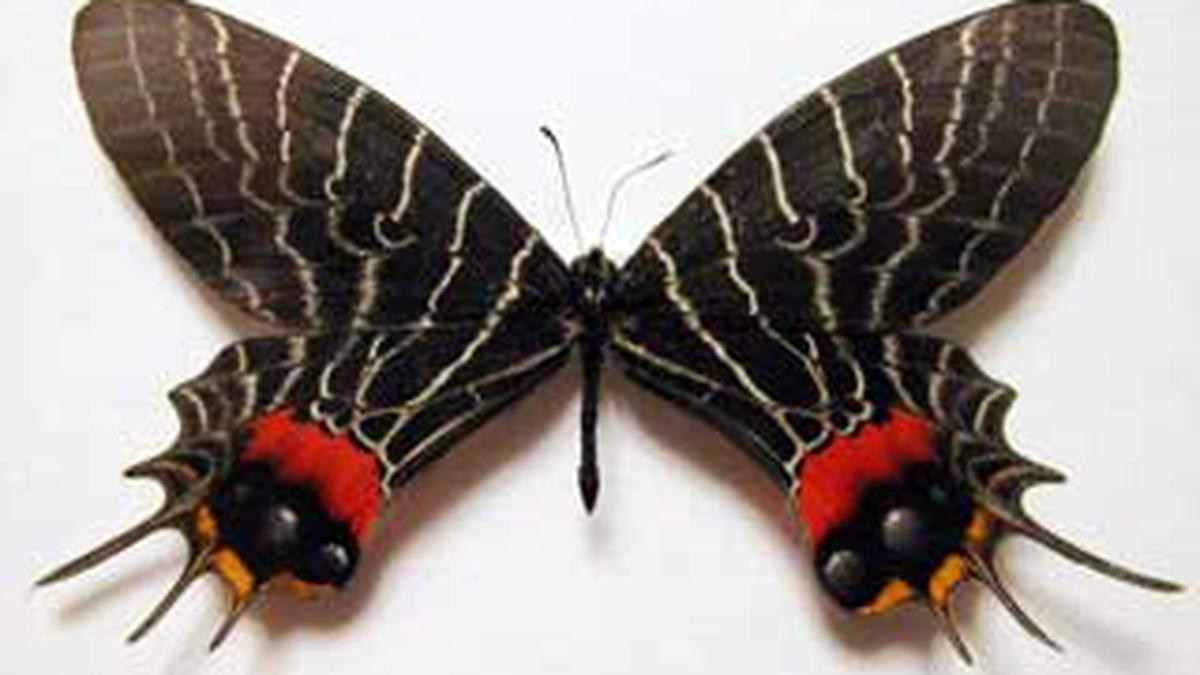 Kupu-kupu Bhutan untuk Jepang - Global Liputan6.com