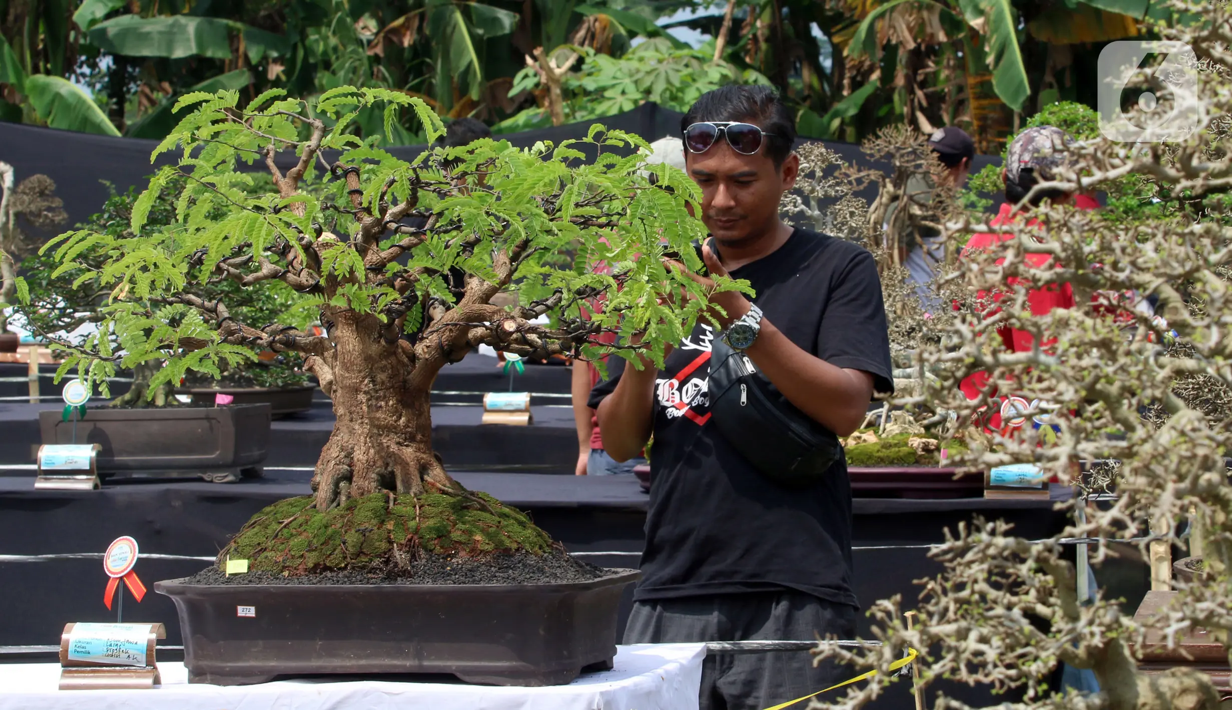 Ragam Jenis Tanaman Bonsai Dipamerkan dalam Kontes di Depok