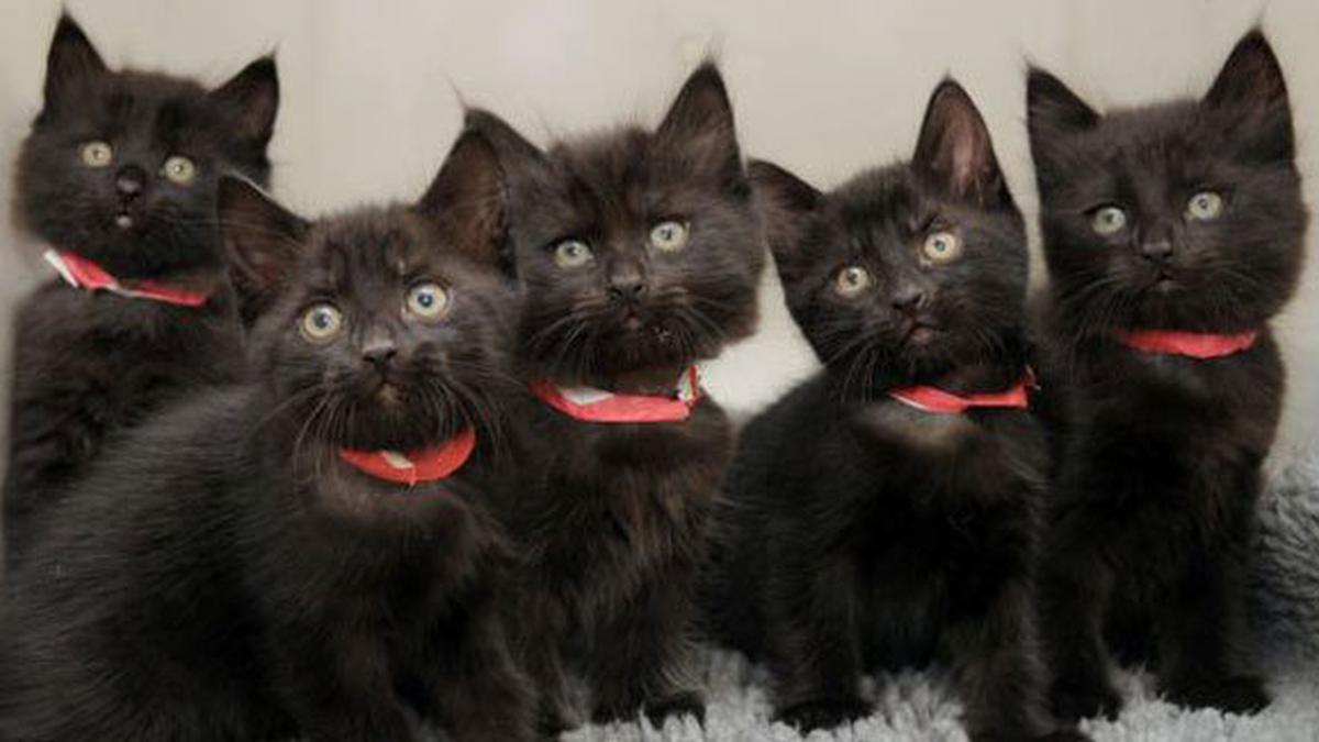 Inilah Versi Kucing Dari Boyband One Direction - Lifestyle Fimela.com