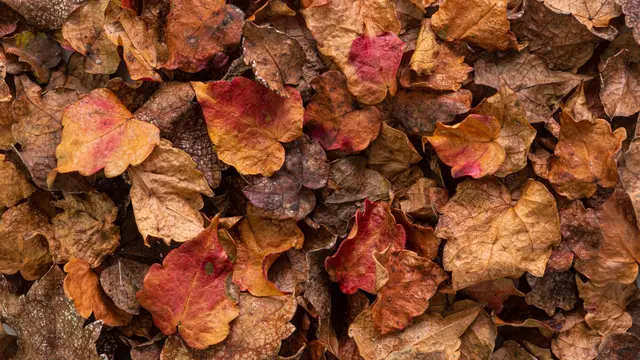 Fall Zodiac Signs: A Comprehensive Guide to Autumn Astrology - English ...