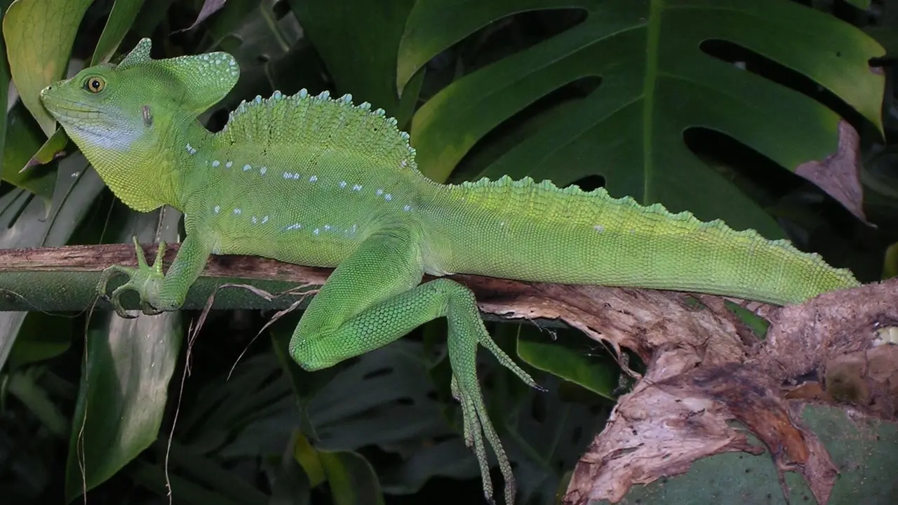 Fakta Kadal Basilisk, Si Pelari Cepat di Permukaan Air - Citizen6 ...