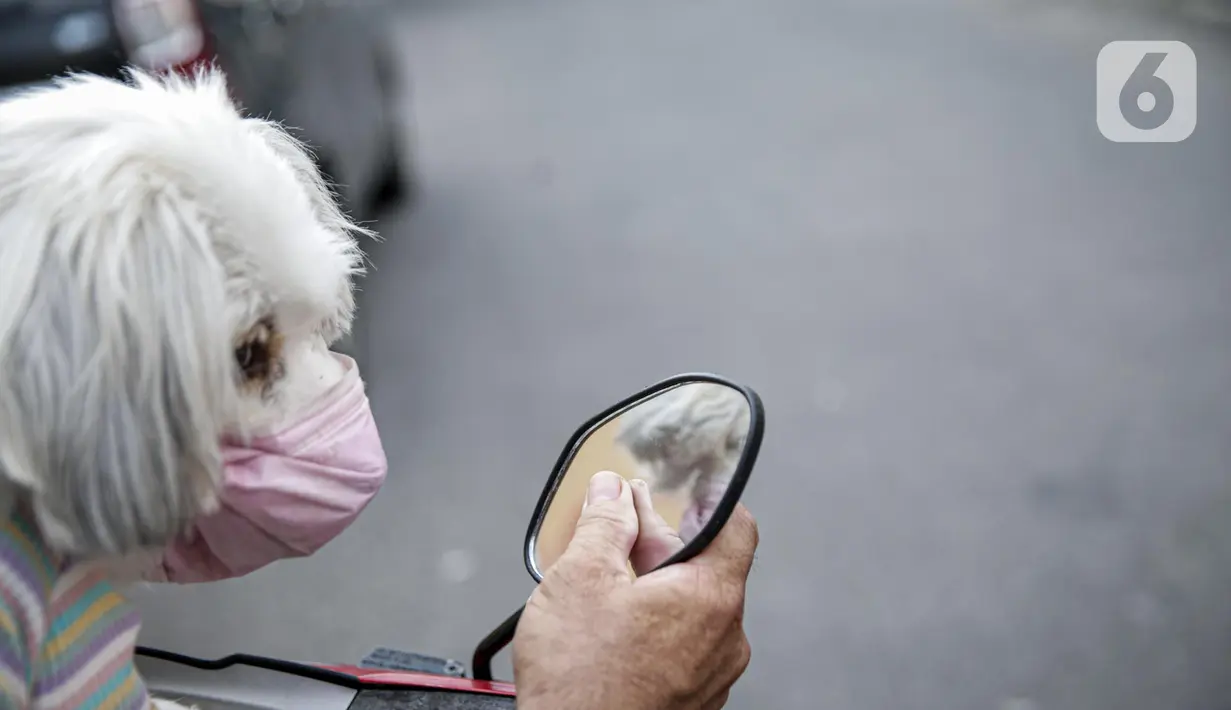 FOTO: Lucunya Anjing Ini Pakai Masker Cegah Corona - Foto Liputan6.com