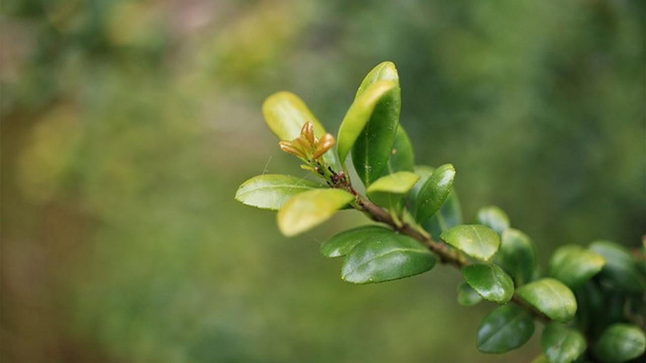 Bagaimana Cara Menanam Bunga Kenanga dari Stek agar Cepat Berbunga dan ...