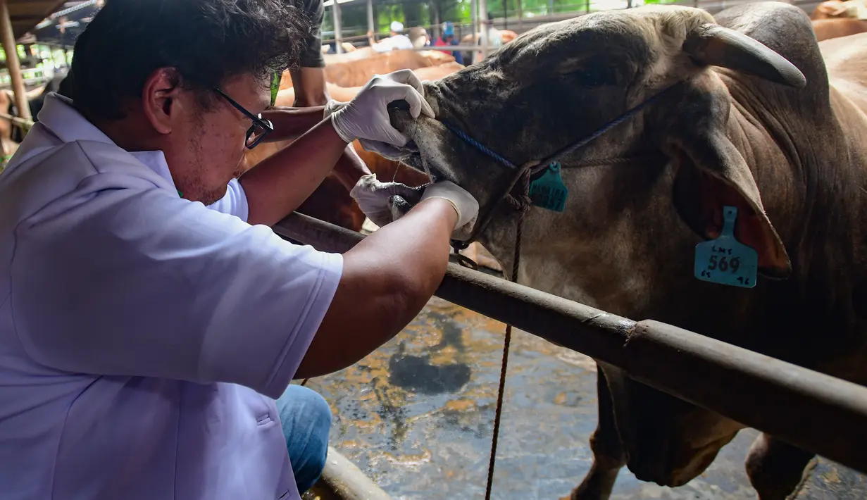 Jelang Idul Adha 1446 Hijriah, Pemeriksaan Kesehatan Hewan Kurban ...