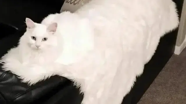 6 Potret Kucing Kamuflase di Karpet, Bikin Kucek Mata - Hot Liputan6.com