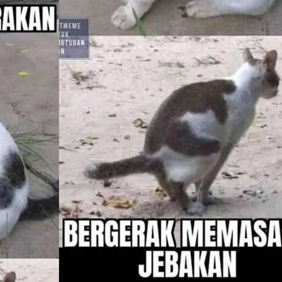 Memes Bergerak