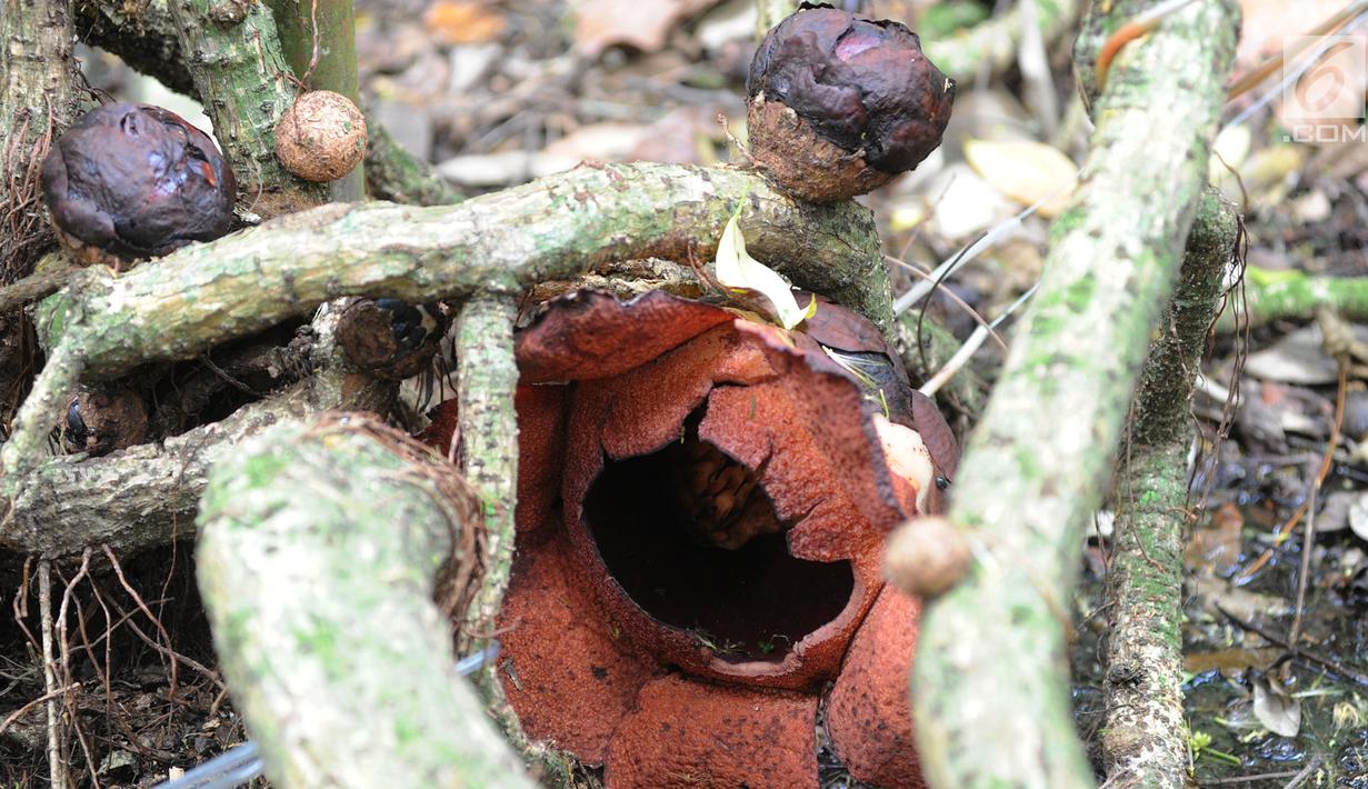 FOTO: Melihat Bunga Langka Rafflesia Padma yang Mekar di Kebun Raya Bogor