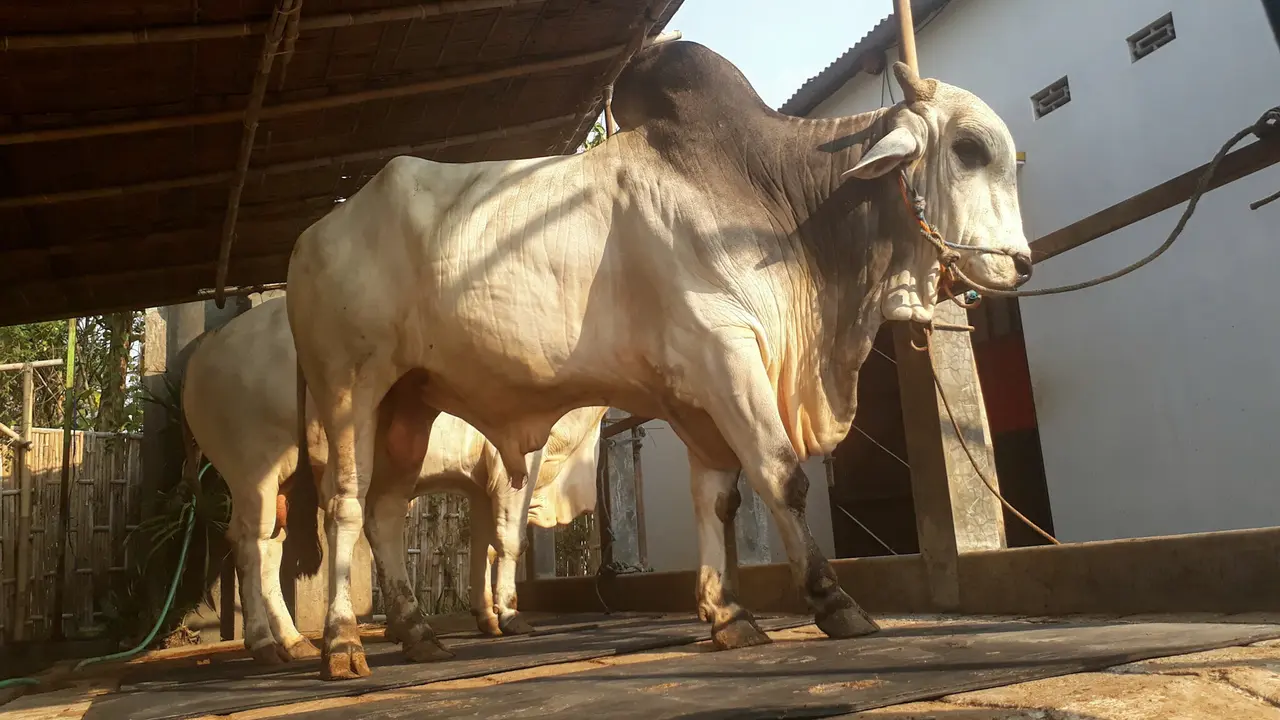 Presiden Jokowi Sebar Sapi Kurban Berukuran Jumbo ke 38 Provinsi ...