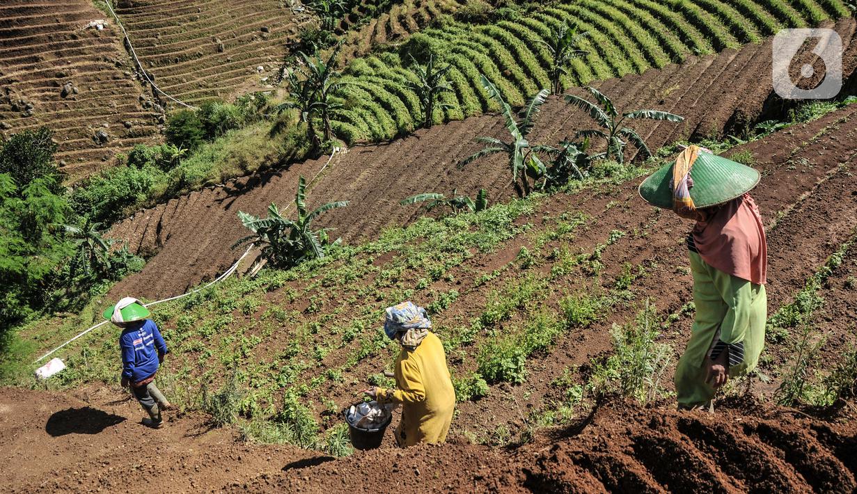 FOTO: Pertanian Bawang Merah Berkonsep Terasering di Majalengka - Foto ...