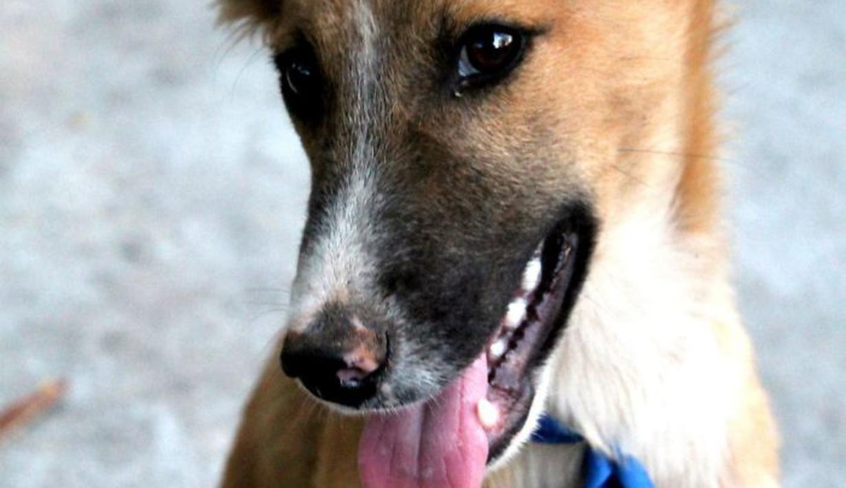 Potret Lucu Dan Menggemaskan Anjing Penebar Senyum - Photo Fimela.com