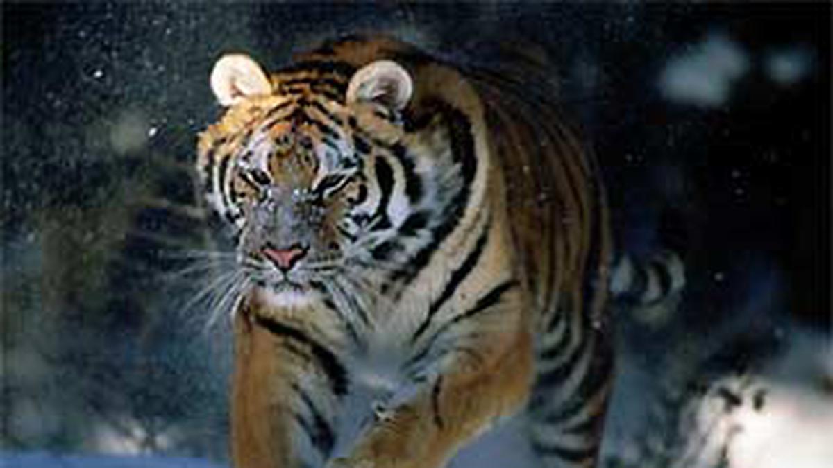 Supir Bis Tewas Diserang Macan Siberia - Global Liputan6.com