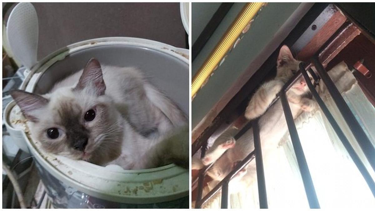 10 Potret Tempat Kucing Rebahan Ini Bikin Geleng Kepala, Enggak Habis ...