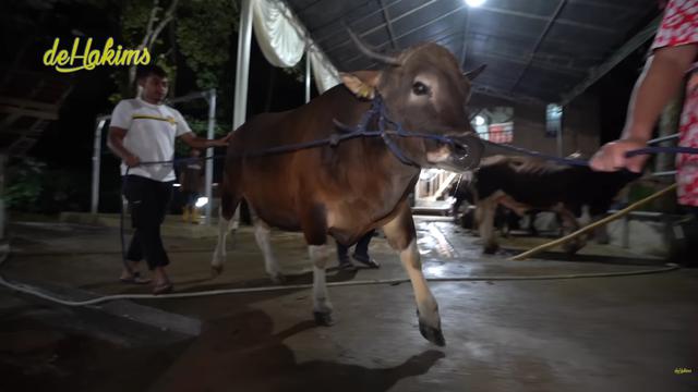 Penampakan 4 Sapi Jumbo Irfan Hakim untuk Kurban Idul Adha 2024 ...