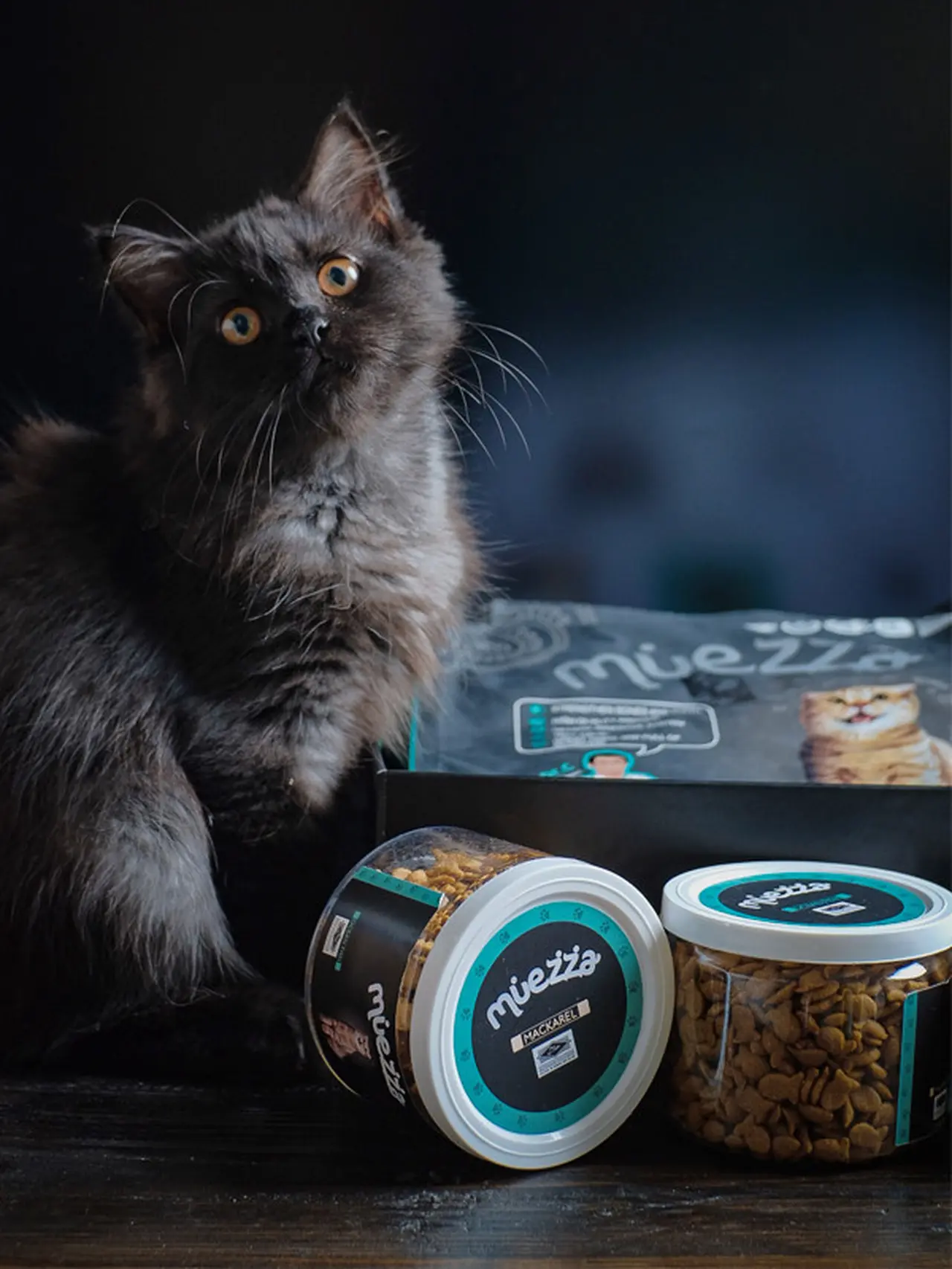 Awas! Ini 4 Gejala Kucing Kelebihan Protein - Ragam Bola.com