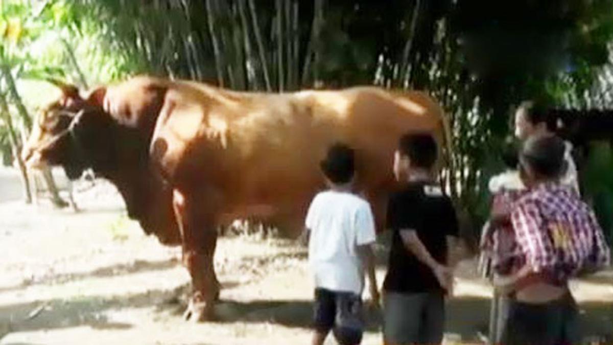VIDEO: Predator, Sapi Kurban Raksasa Seharga Rp 125 Juta - News ...