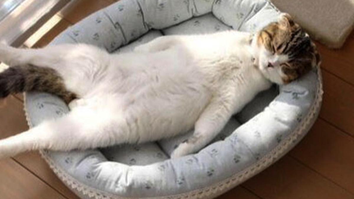 Lebih Suka Tidur Telentang, Kucing Donguri Terlihat Sangat Lucu - Photo ...