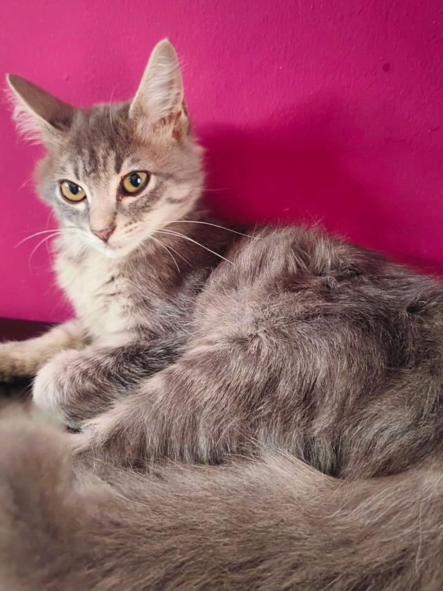 Nama Kucing Nabi Muhammad SAW Adalah Muezza, Ketahui Kisah Rasul dan ...