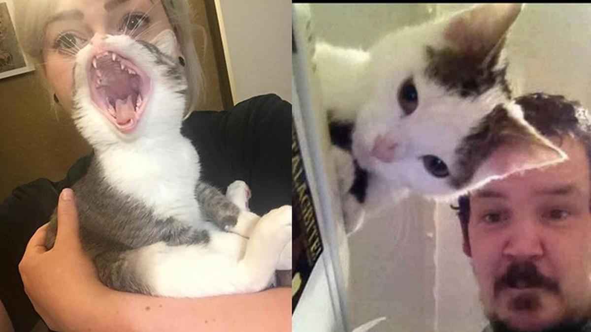 6 Ilusi Optik Kucing dengan Manusia Ini Bikin Kucek Mata, Harus Teliti