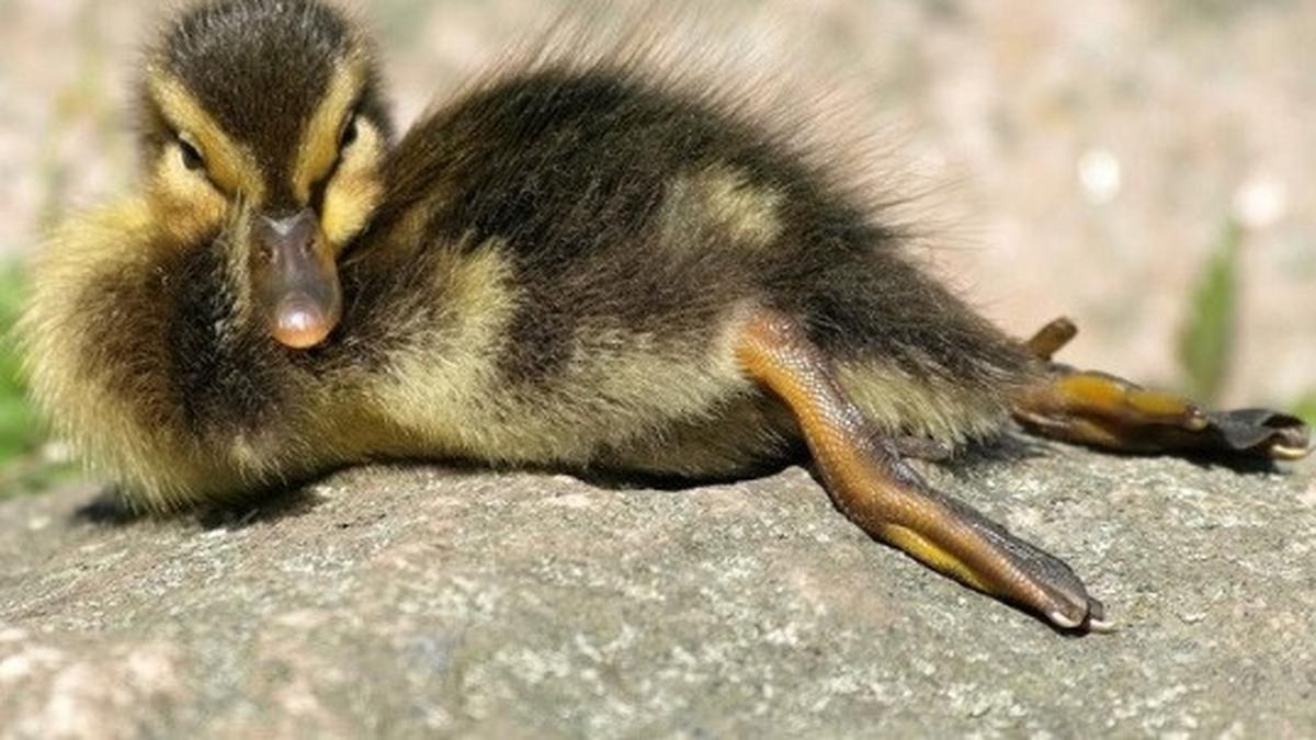 Top 3: Gemasnya Potret Hewan Beraksi di Depan Kamera - Citizen6 ...