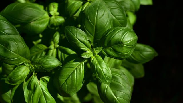 10 Manfaat Basil untuk Kesehatan, Beda dengan Kemangi - Hot Liputan6.com