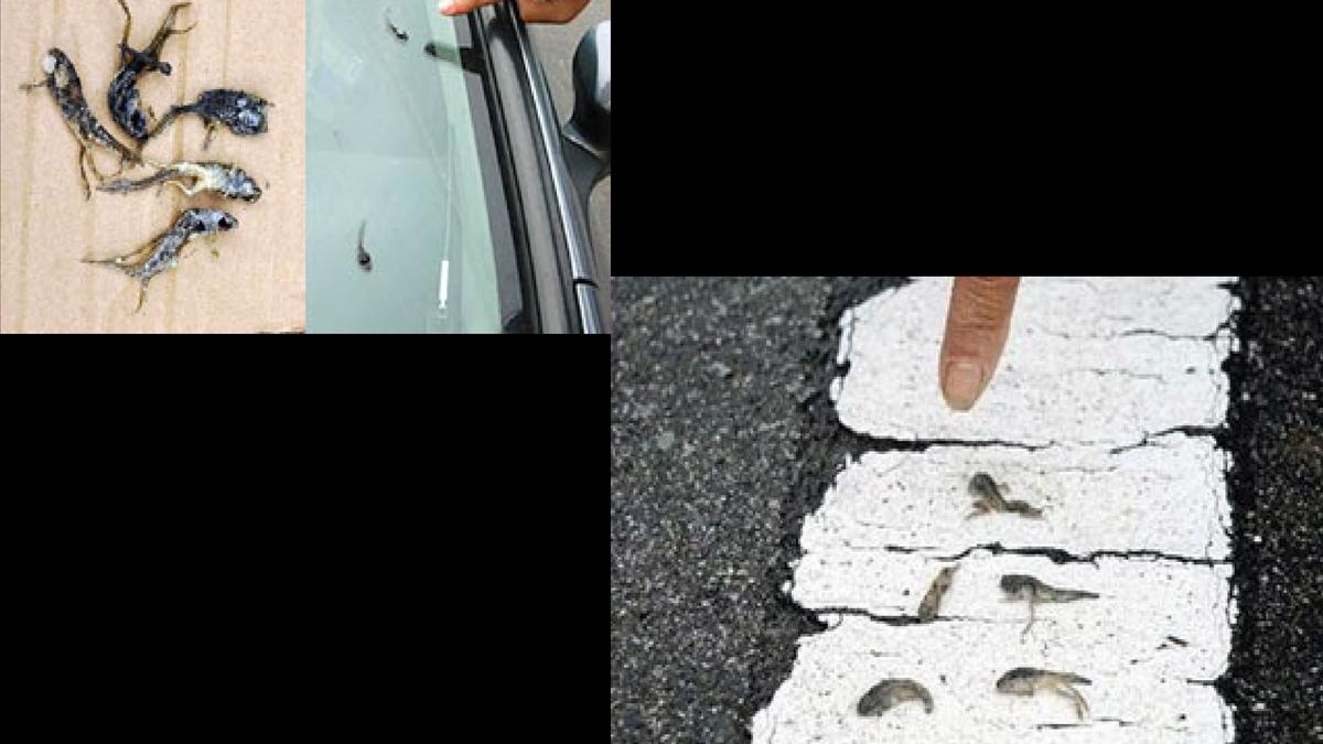 6 Fenomena Cuaca Aneh, dari Aurora Hingga Hujan Katak - Global Liputan6.com