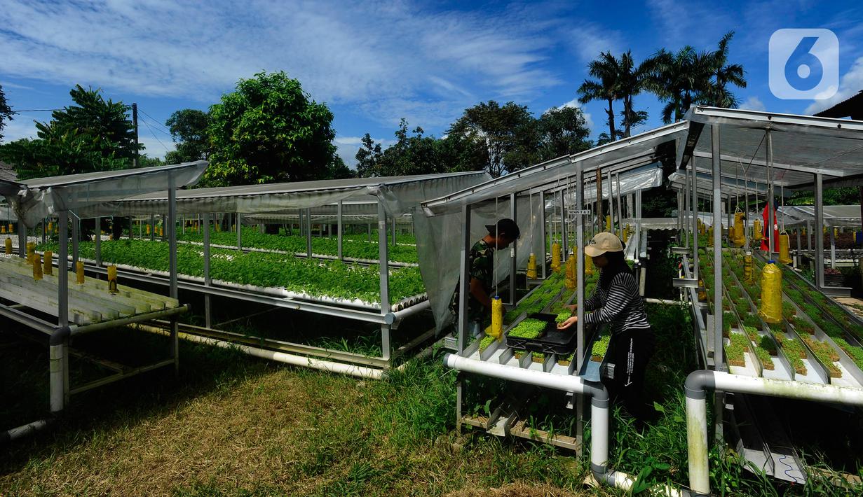 Melihat Budidaya Bayam di Kebun Hidroponikita Depok - Foto Liputan6.com