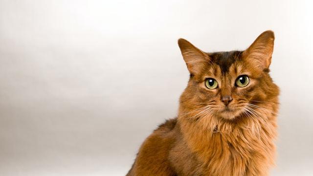 6 Ras Kucing Terbaik untuk Jadi Peliharaan Pertama di Rumah - Hot ...