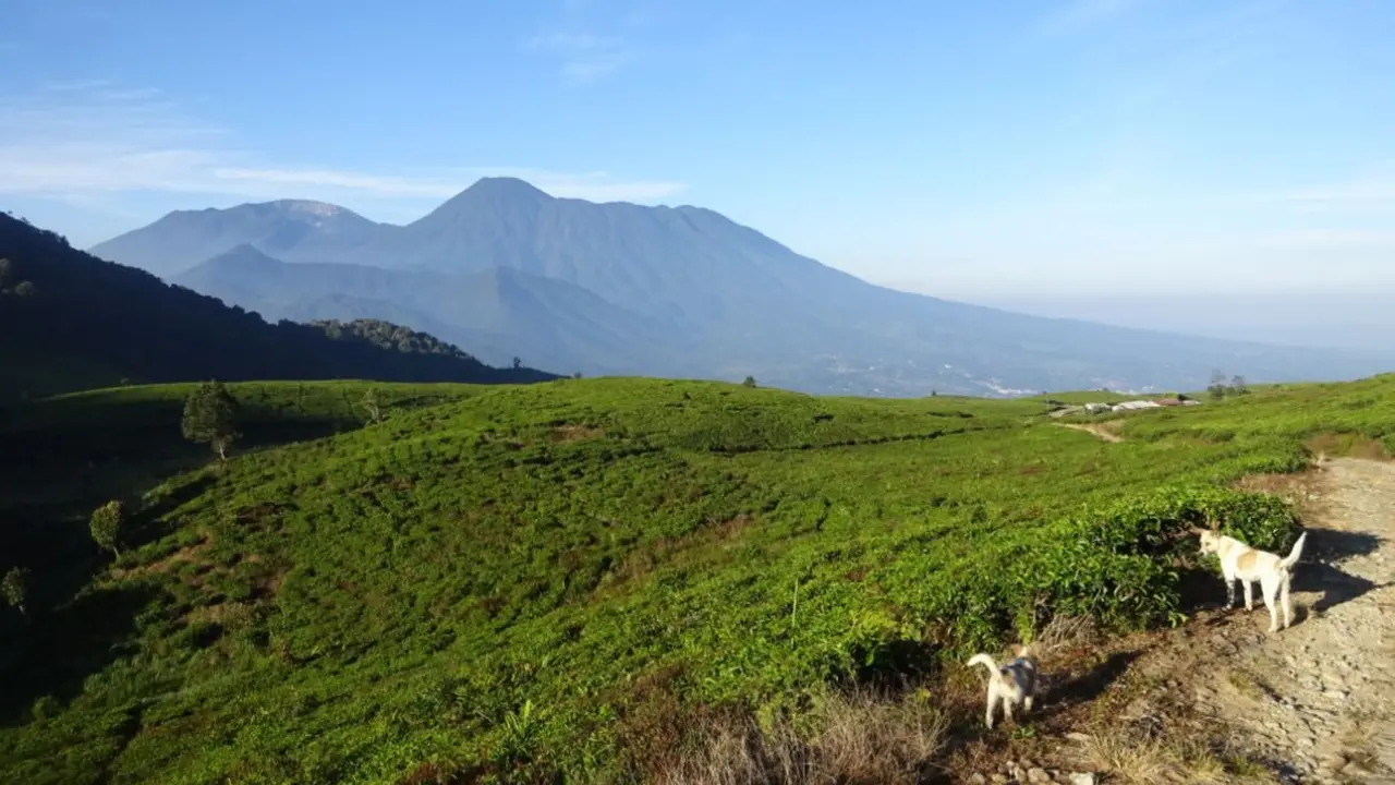 6 Fakta Menarik Gunung Pangrango yang Dulunya Gunung Agung Menurut Teks Bujangga Manik ...