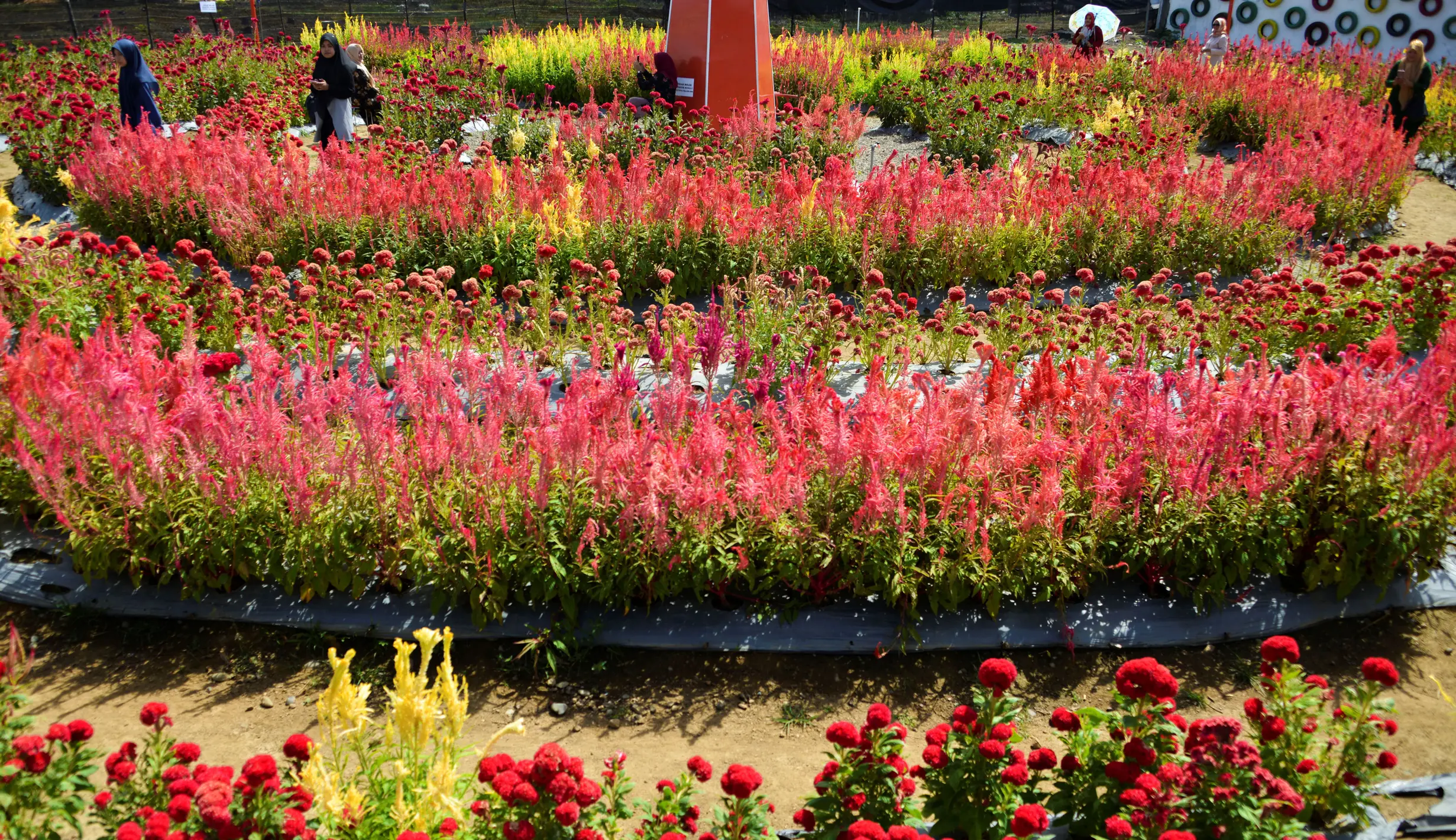 FOTO: Terpikat Keindahan Taman Bunga Celosia di Banda Aceh - Foto ...