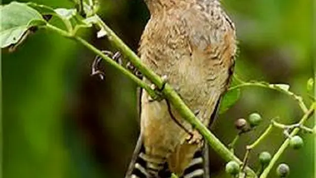 Doa Mengusir Burung Kedasih saat Mendengarnya di Malam Hari, Ketahui ...