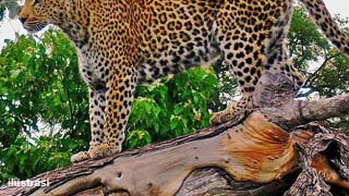 Macan Tutul Merapi Terus Dicari - News Liputan6.com