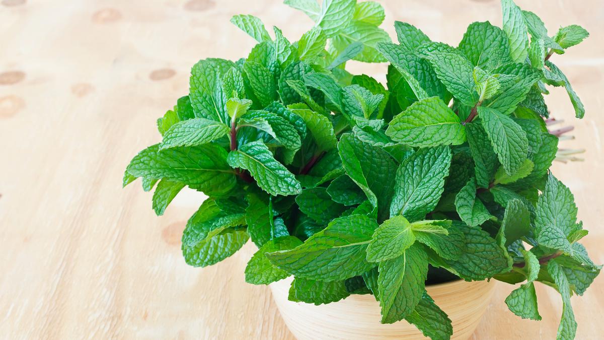 Mencium Bau Daun Mint Beri Efek Relaksasi dan Tingkatkan Konsentrasi