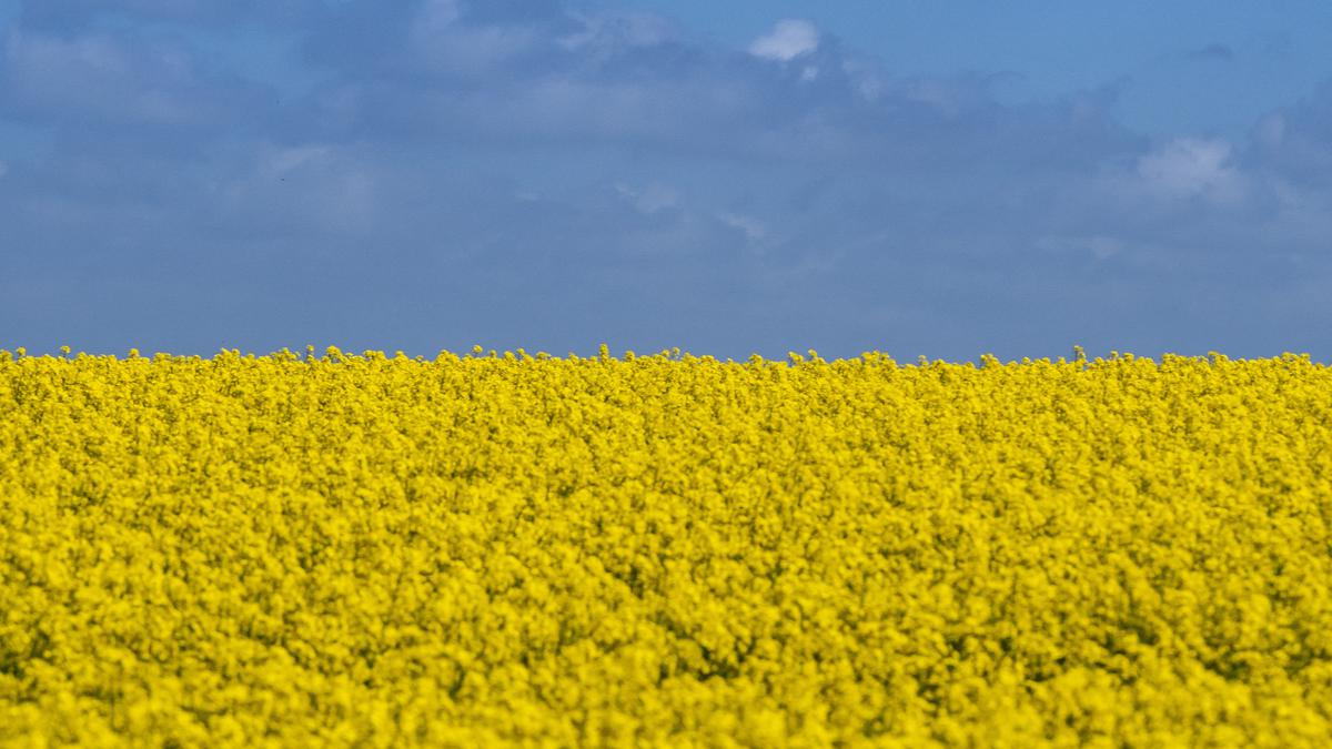 FOTO: Panorama Ladang Bunga Canola dan Langit Biru Bak Bendera Ukraina ...