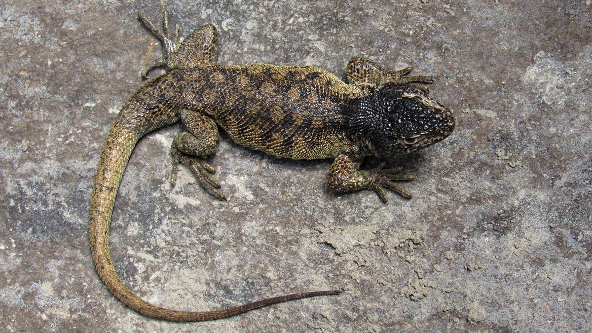 FOTO: Kadal Spesies Baru Ditemukan di Peru - Foto Liputan6.com