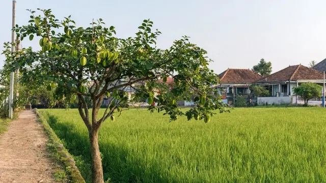 7 Pohon Buah yang Tidak Mengganggu Pertumbuhan Padi di Sawah, Panen ...