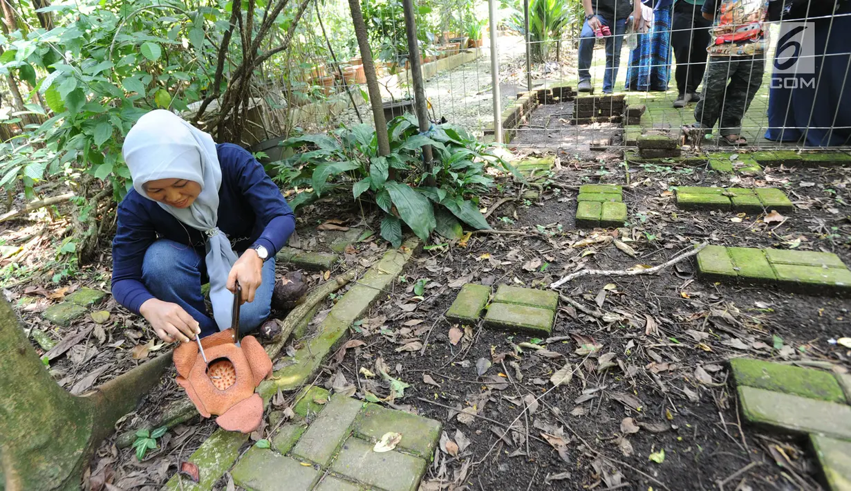 FOTO: Bunga Langka Rafflesia Patma Mekar di Kebun Raya Bogor - Foto ...