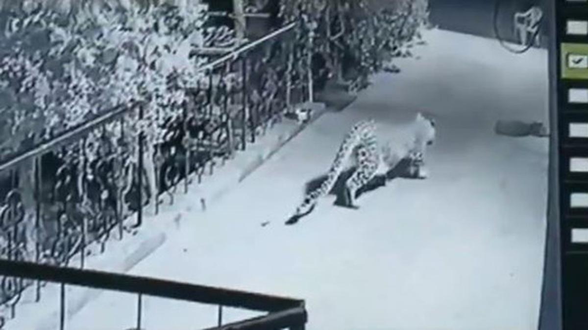 Terekam CCTV, Momen Mengerikan Macan Tutul Buru Anjing Peliharaan