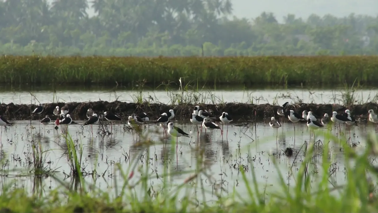 Pesona Pagi Burung Migran Membius 2 Bocah Sekawan di Danau Limboto ...