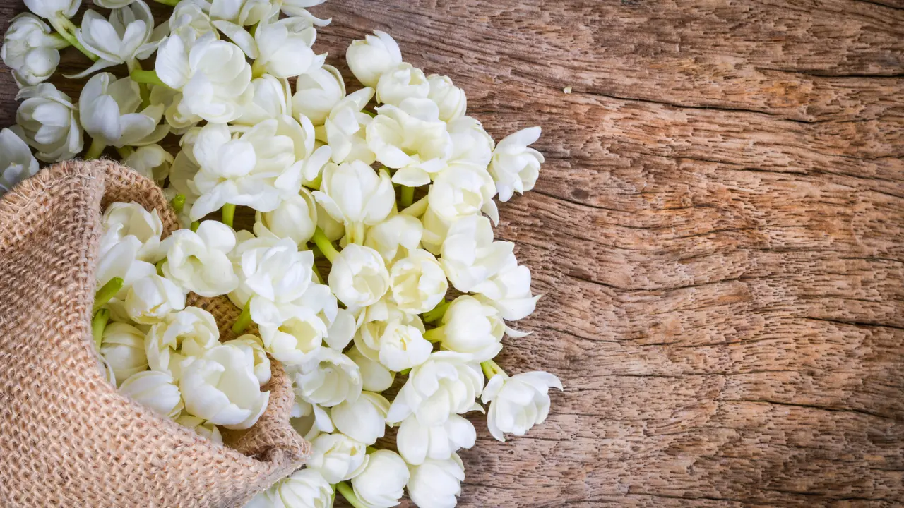 Bunga Melati, Yuk Cari Tahu Sejarah dan Maknanya! - Regional Liputan6.com