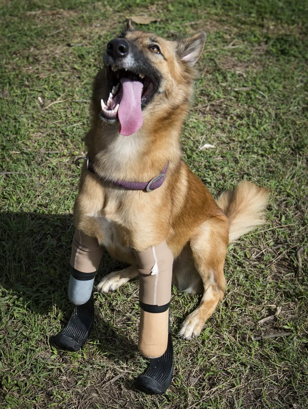 PHOTO: Kisah Cola, Anjing Lincah yang Menggunakan Kaki Palsu - Foto ...