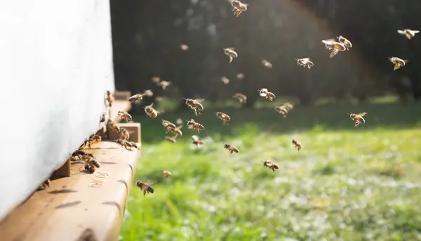 BPJS Kesehatan Luncurkan Face Recognition FRISTA, Permudah Layanan JKN ...