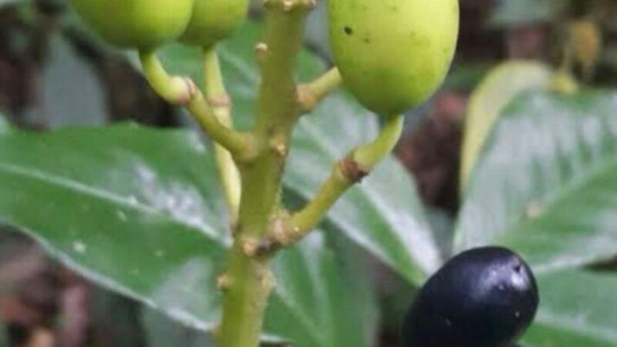 Mengenal Pronojiwo, Salah Satu Tanaman Obat Langka Bahan Baku Jamu ...