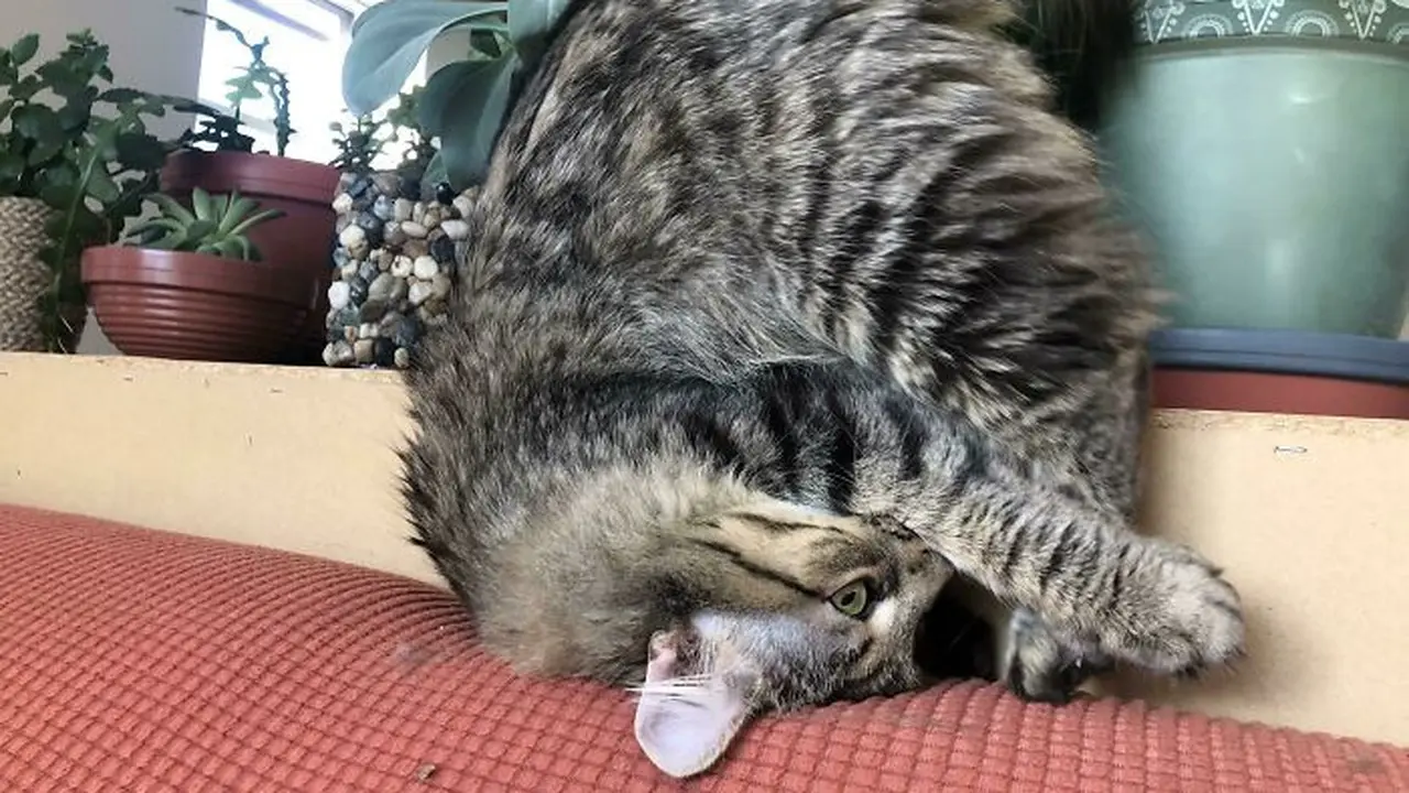 7 Potret Pose Absurd Kucing saat Berada di Rumah Ini Lucu Banget - Hot ...