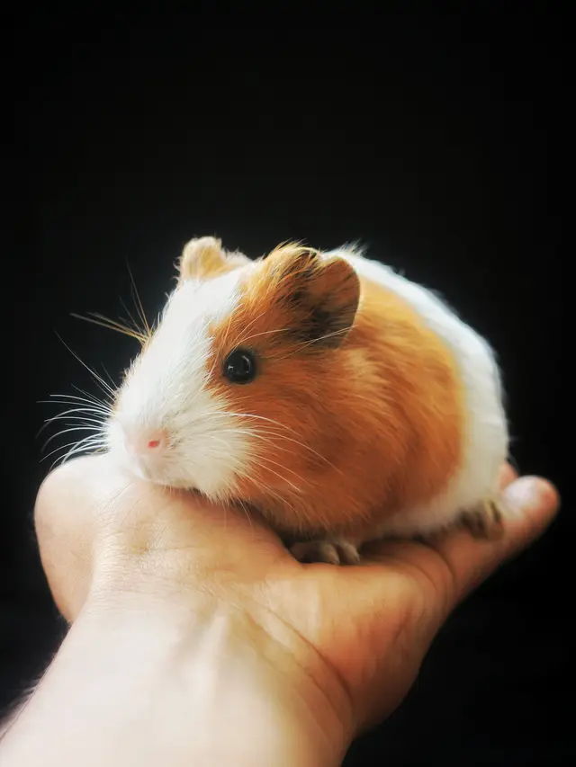 12 Jenis-Jenis Hamster, Karakter, dan Cara Tepat Merawatnya - Hot ...