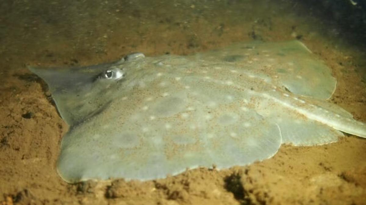 Ikan Pari Jawa Punah, Spesies Ikan Pertama di Dunia yang Punah Akibat ...