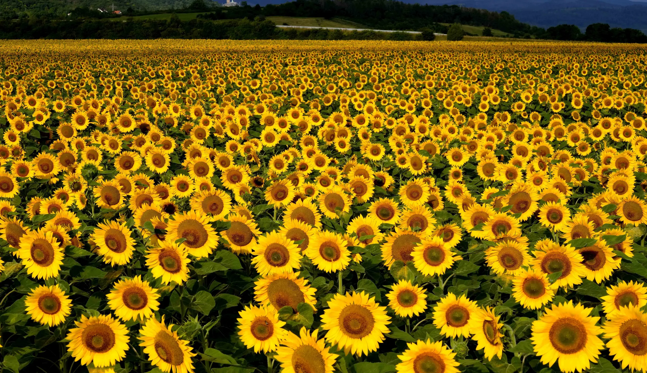 Terpesona Cantiknya Bunga Matahari Bermekaran di Jerman - Foto Liputan6.com