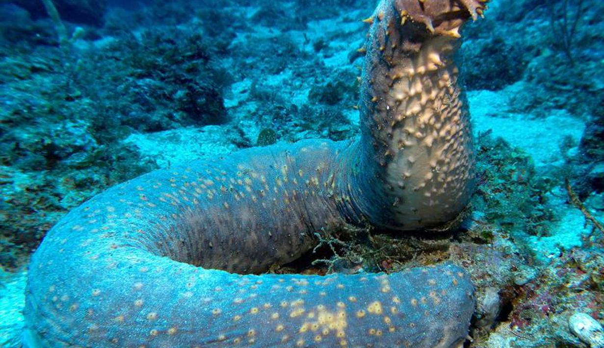 Makhluk Menyeramkan Yang Ada di Dalam Laut - Photo Fimela.com