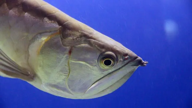 11 Jenis Arwana yang Indah dan Cocok Dipelihara di Rumah, Berikut ...